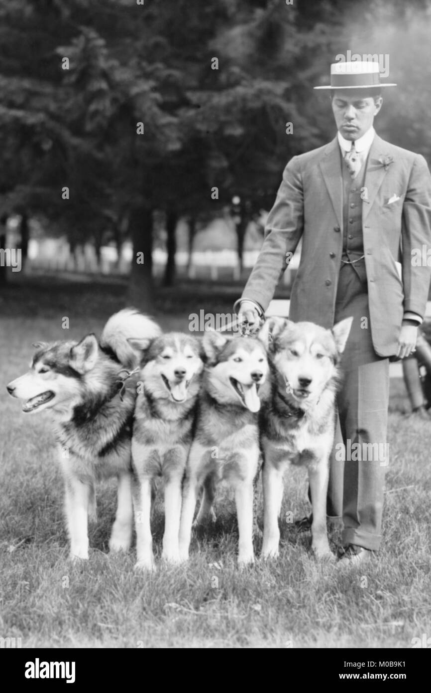 Four Eskimo Dogs at the Mineola Dog Show Stock Photo - Alamy
