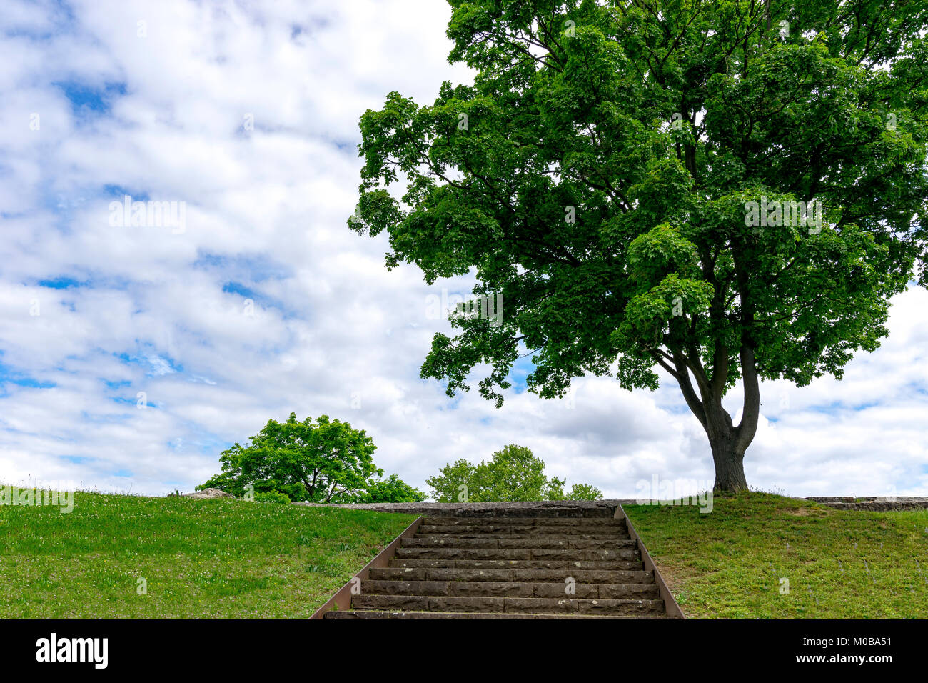 Stairs high up to a mountain maple tree Stock Photo - Alamy
