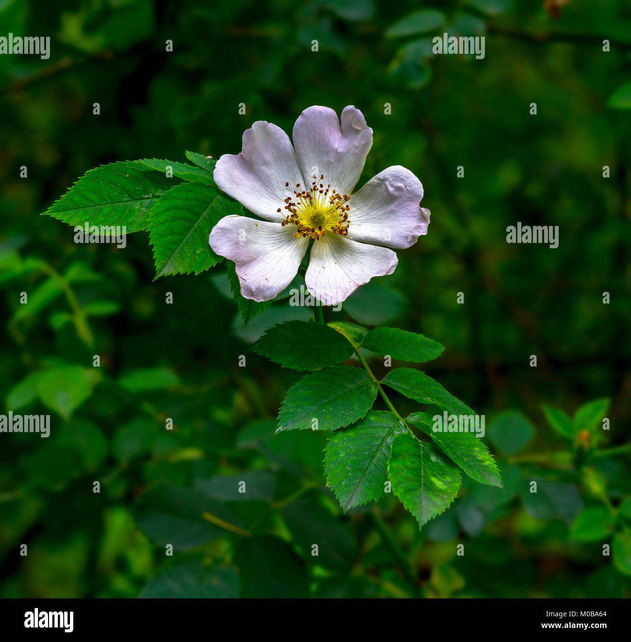 Blossom of a wild rose. The wild rose, the dog rose (Rosa canina) is by ...