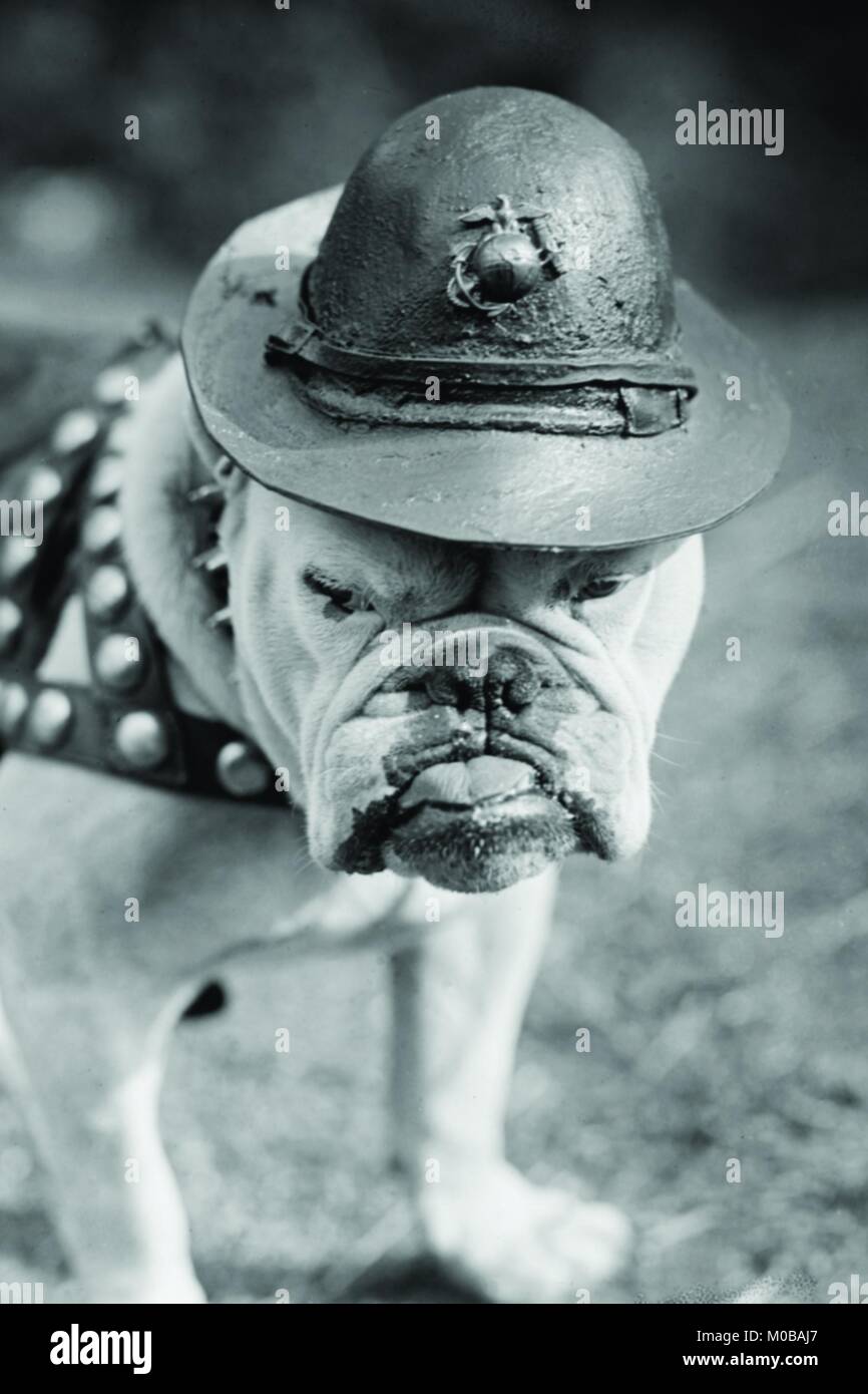 In 1922 A bulldog was inducted into the United States Marine Corps by ...