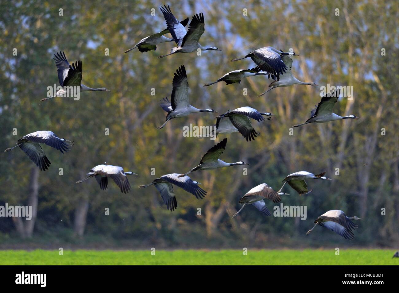 Cranes in flight. Flock of cranes on trees background. Common Crane ...
