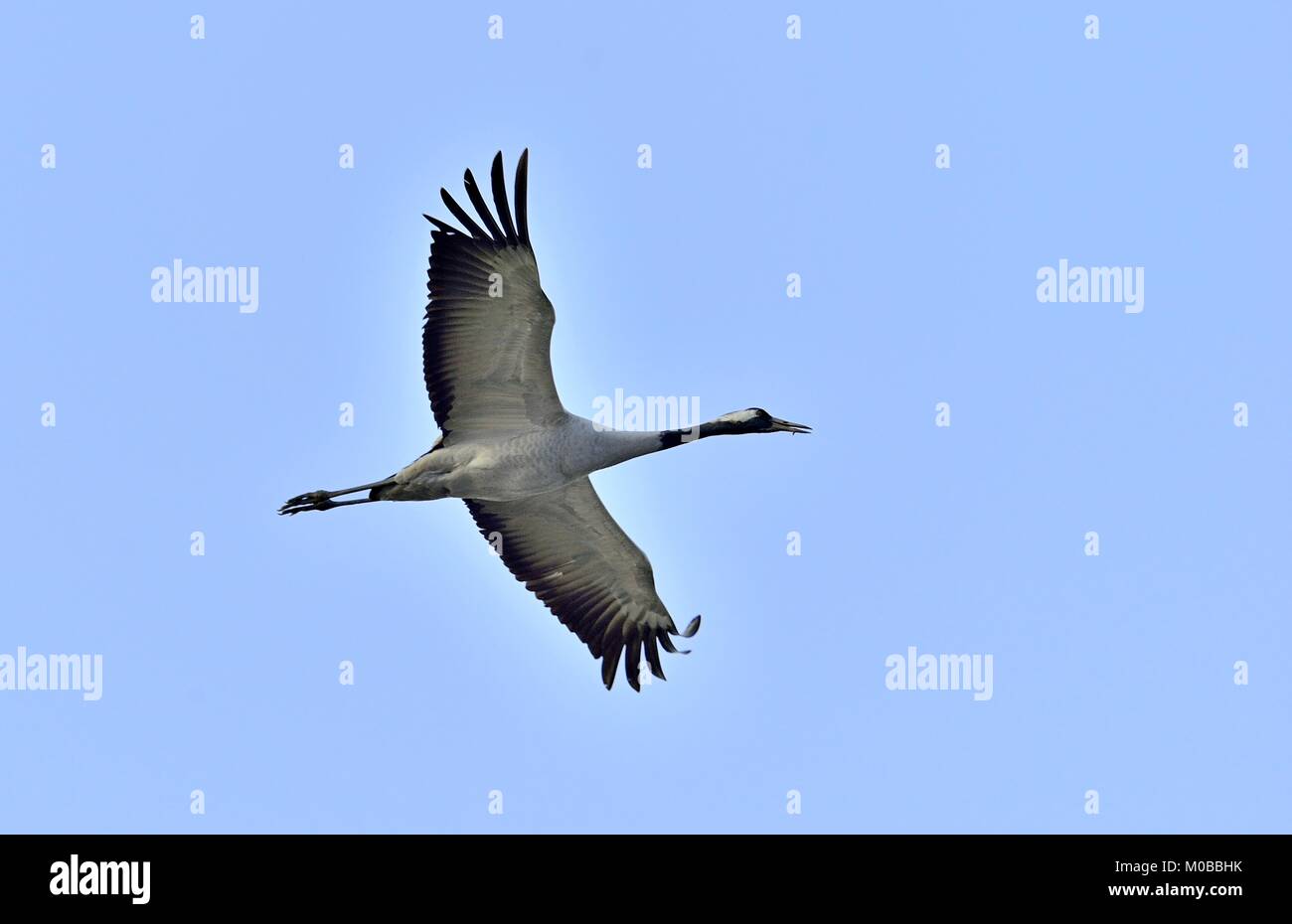 European crane hi-res stock photography and images - Alamy