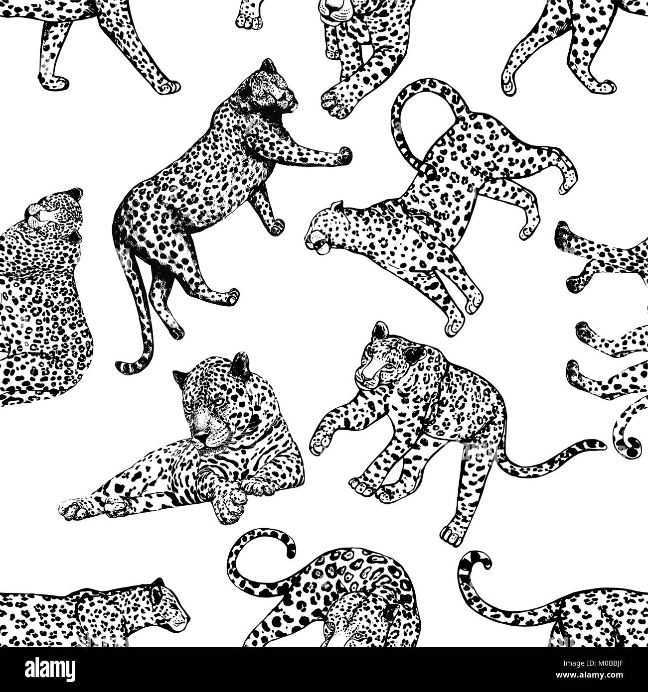 Leopards Black and White Stock Photos & Images - Alamy