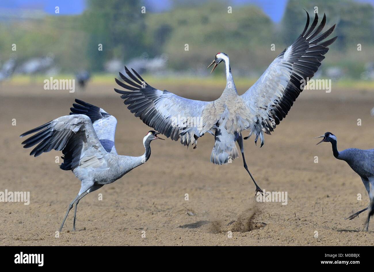 Cranes dancing in the field. The common crane (Grus grus), also known ...