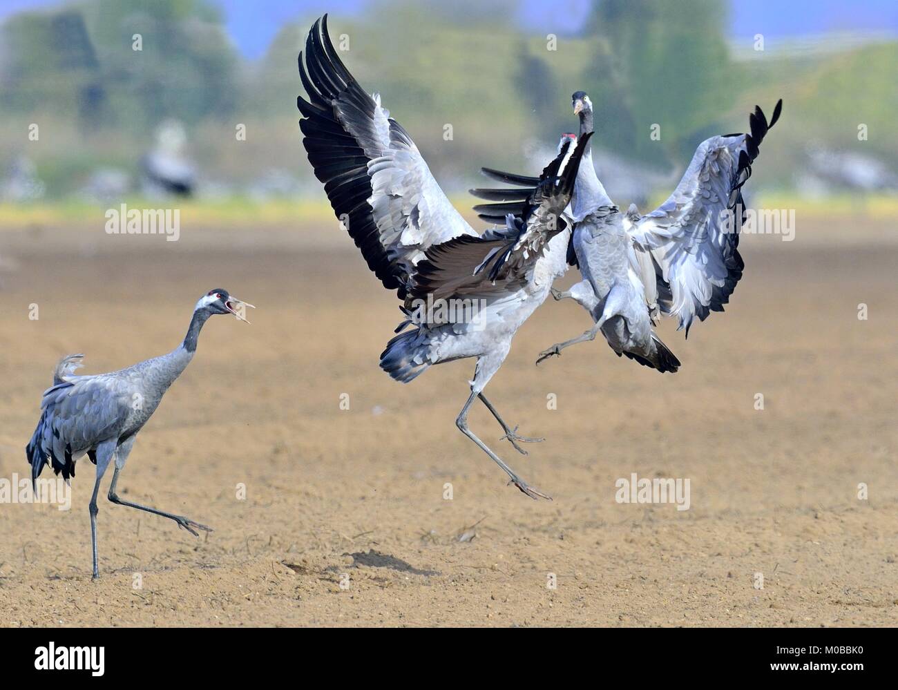 Cranes dancing in the field. The common crane (Grus grus), also known ...
