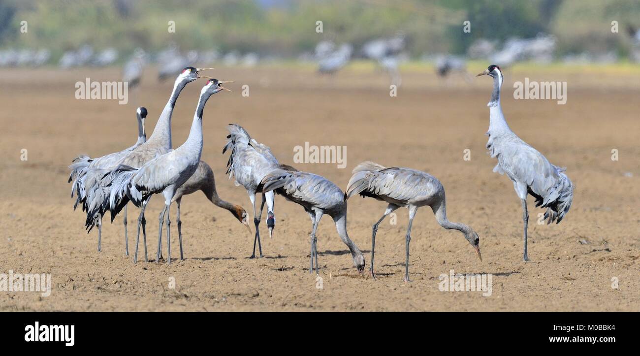Cranes dancing in the field. The common crane (Grus grus), also known ...