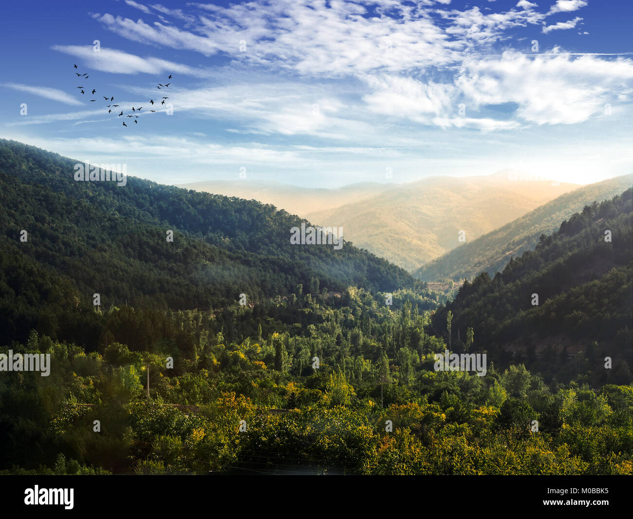 Tree sunrise sunny green hi-res stock photography and images - Alamy