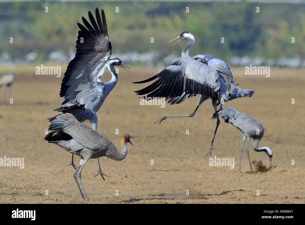 Cranes dancing in the field. The common crane (Grus grus), also known ...