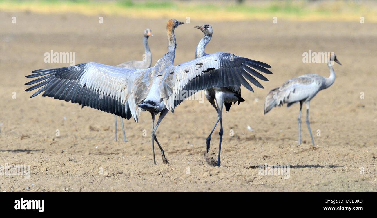 Cranes dancing in the field. The common crane (Grus grus), also known ...