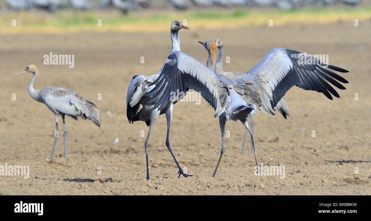 Cranes dancing in the field. The common crane (Grus grus), also known ...