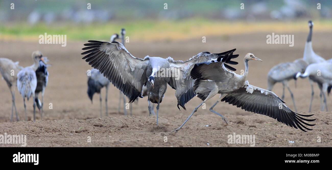 Cranes dancing in the field. The common crane (Grus grus), also known ...