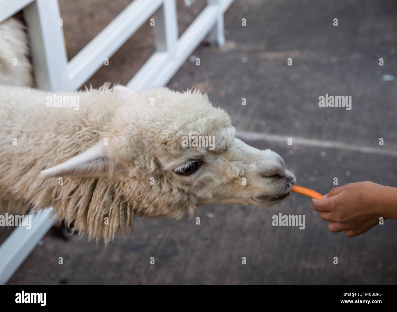 Feeding carrot to Alpaca at farm Stock Photo - Alamy