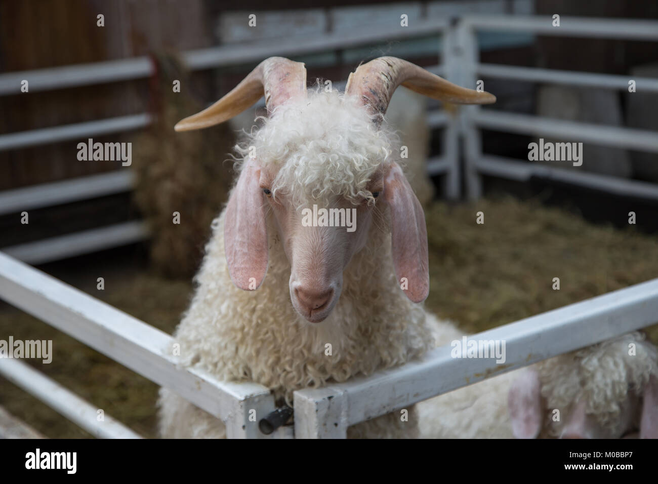 Turkish angora goat hi-res stock photography and images - Alamy