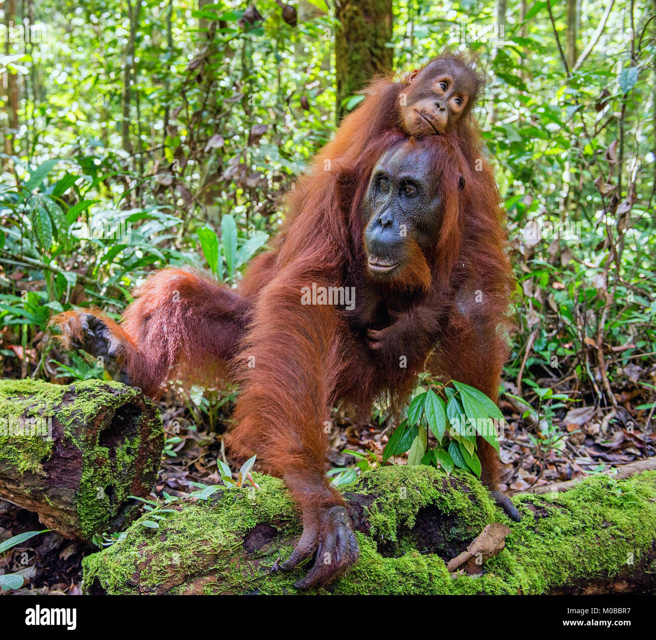 On a mum`s back. Cub of orangutan on mother's back in green rainforest ...