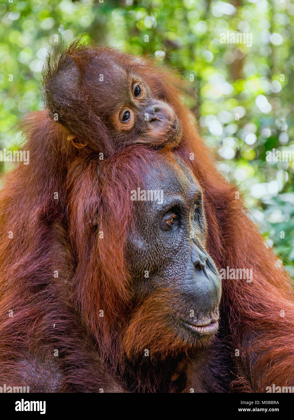 On a mum`s back. Cub of orangutan on mother's back in green rainforest ...