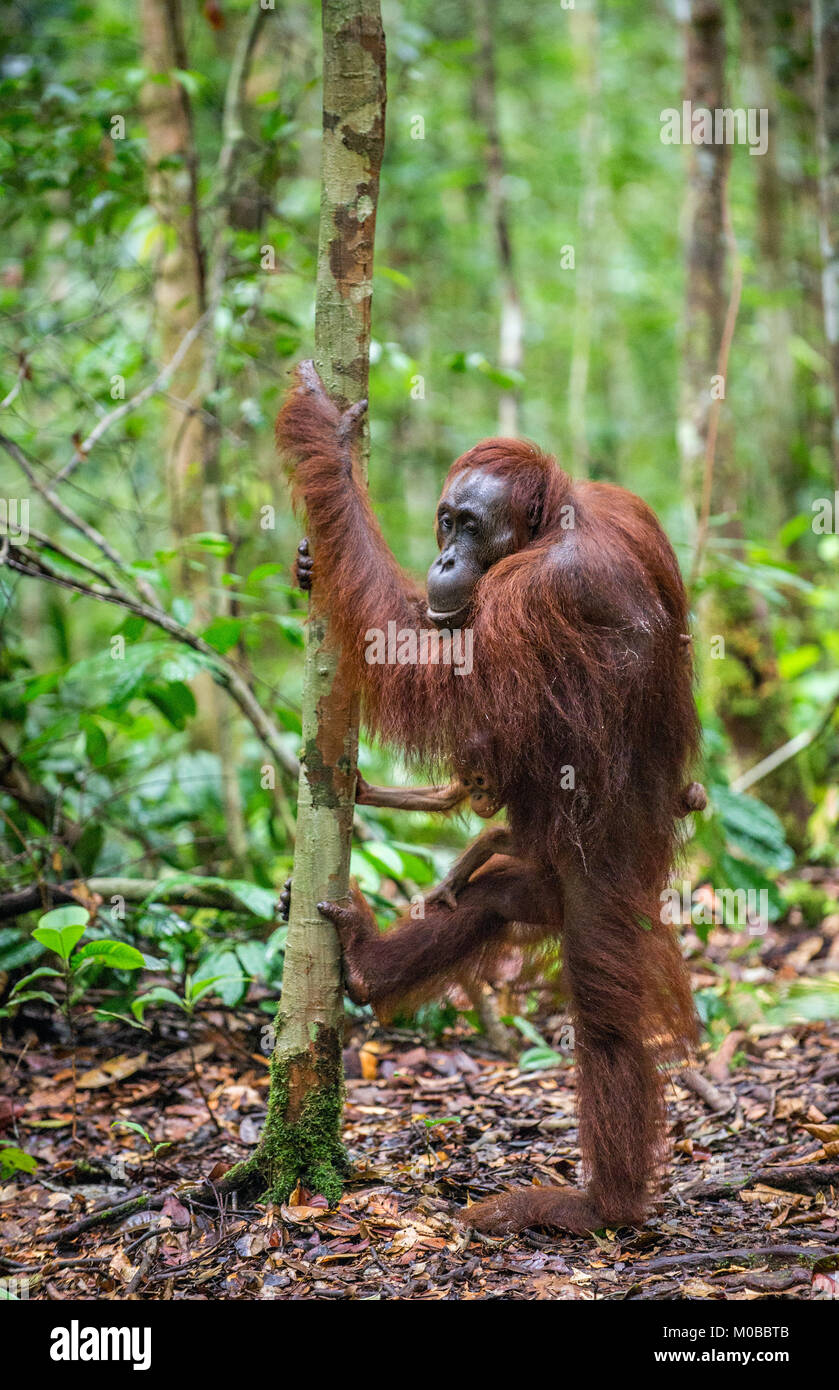 On a mum`s back. Cub of orangutan on mother's back in green rainforest ...