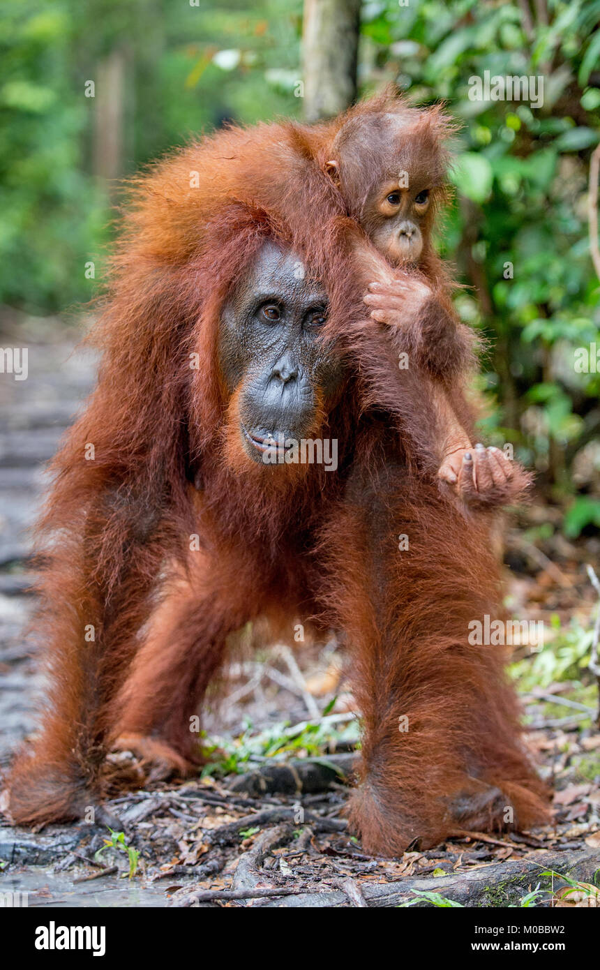 On a mum`s back. Cub of orangutan on mother's back in green rainforest ...