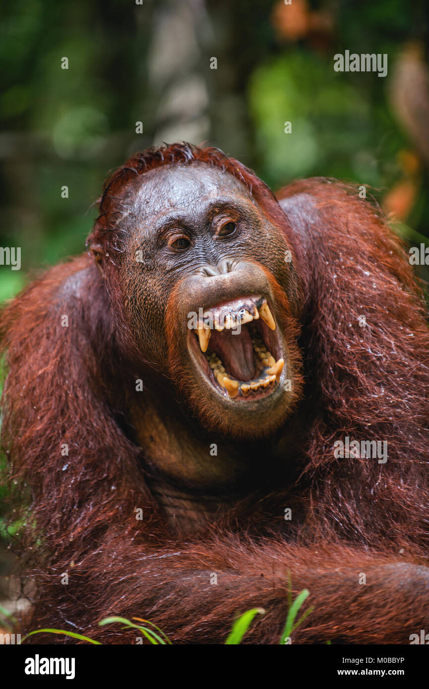 Monkey with open mouth hi-res stock photography and images - Alamy