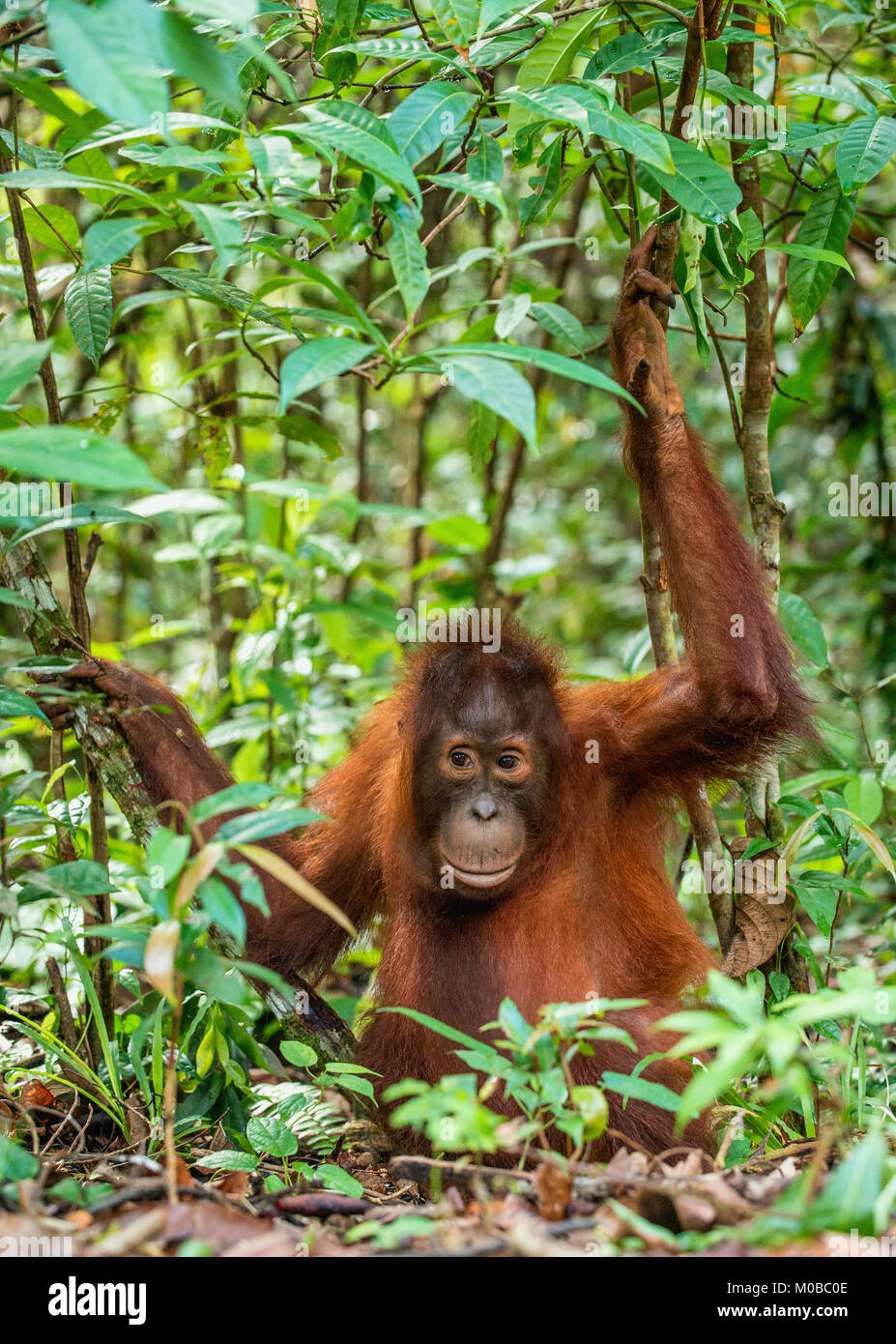 A close up portrait of the Bornean orangutan (Pongo pygmaeus). Wild ...