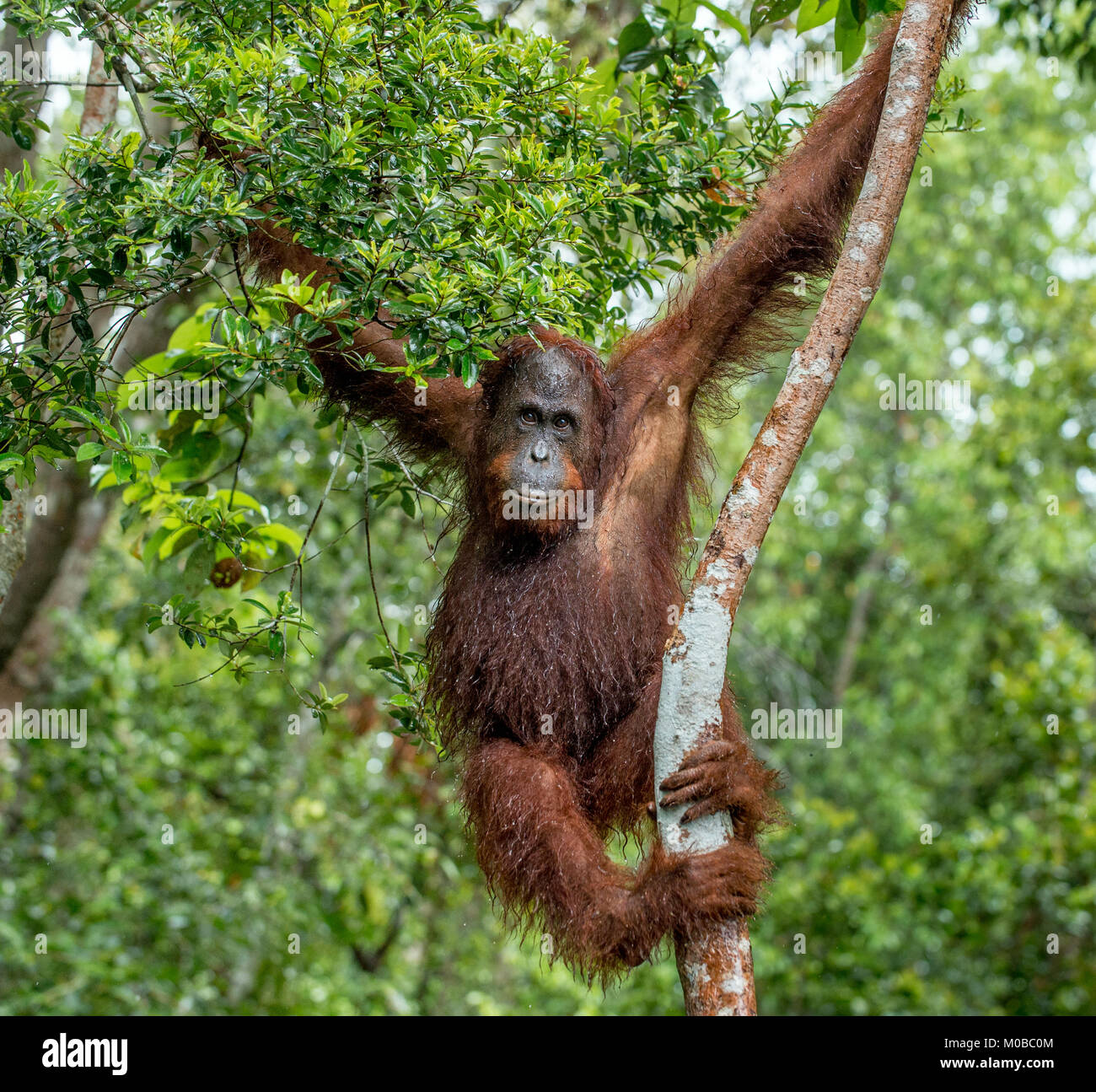 Bornean orangutan on the tree under rain in the wild nature. Central ...