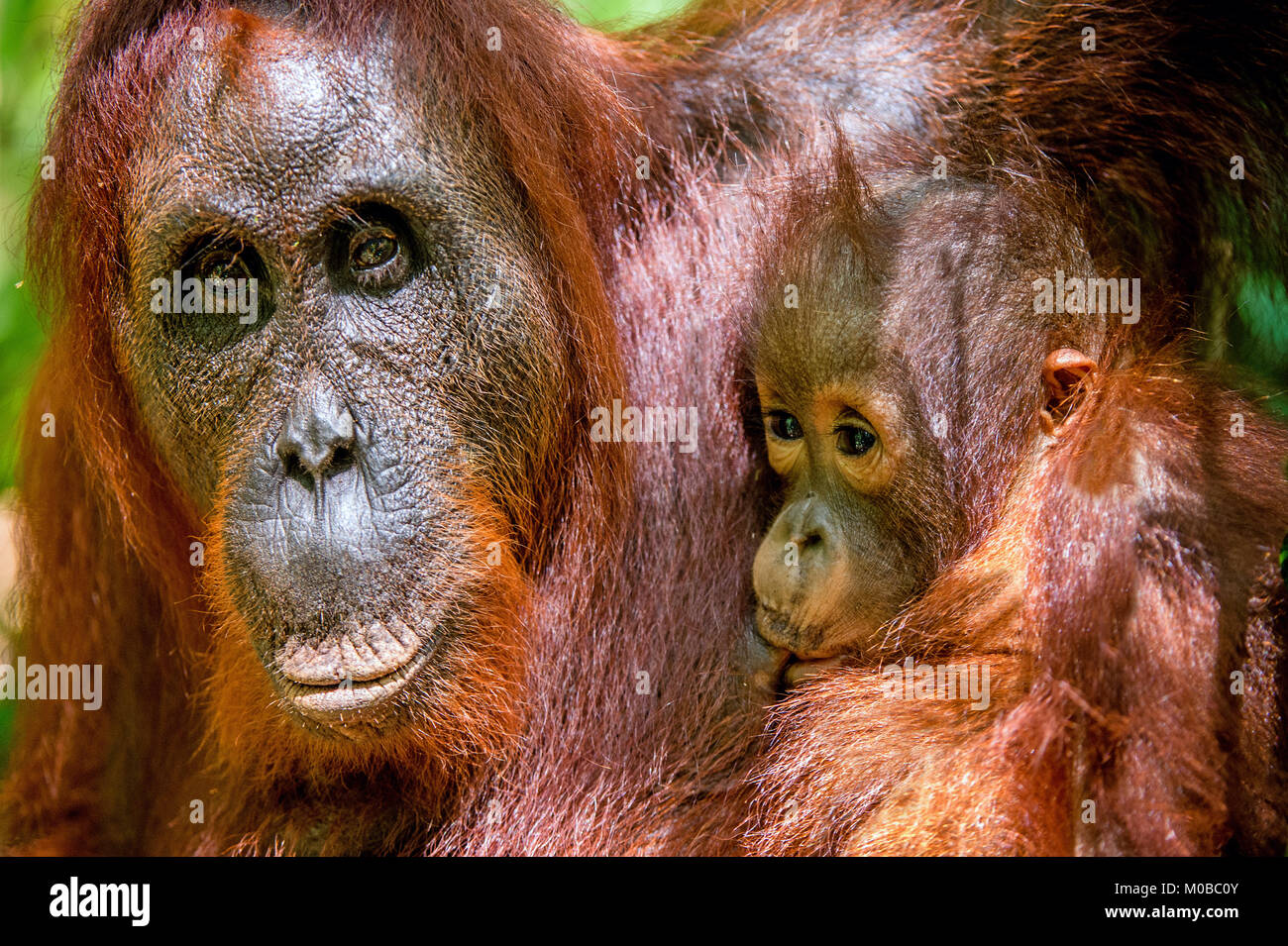 Cub sucking milk from orangutan mom. Mother orangutan and cub in a ...