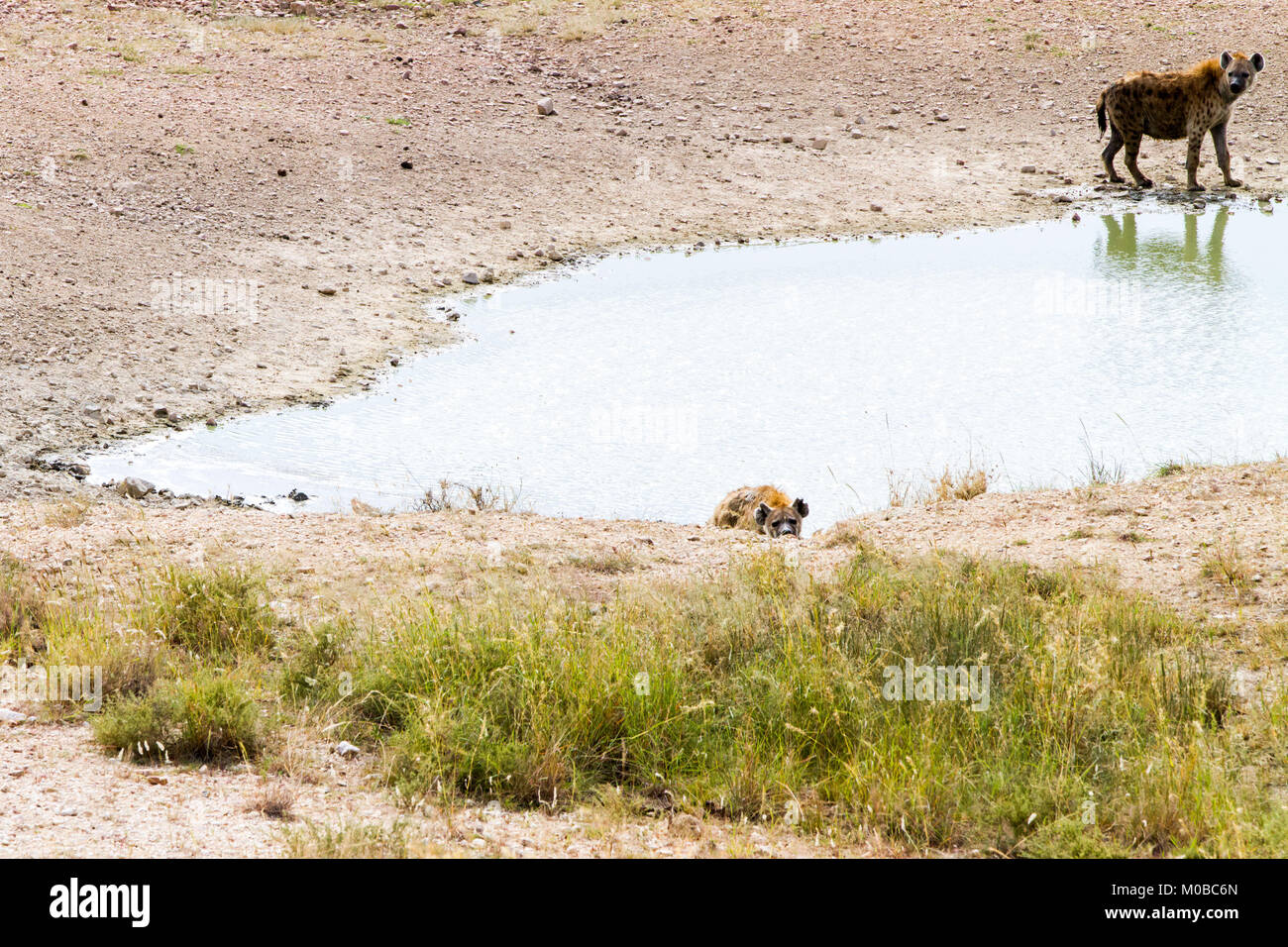The spotted hyena (Crocuta crocuta), also known as the laughing hyena ...