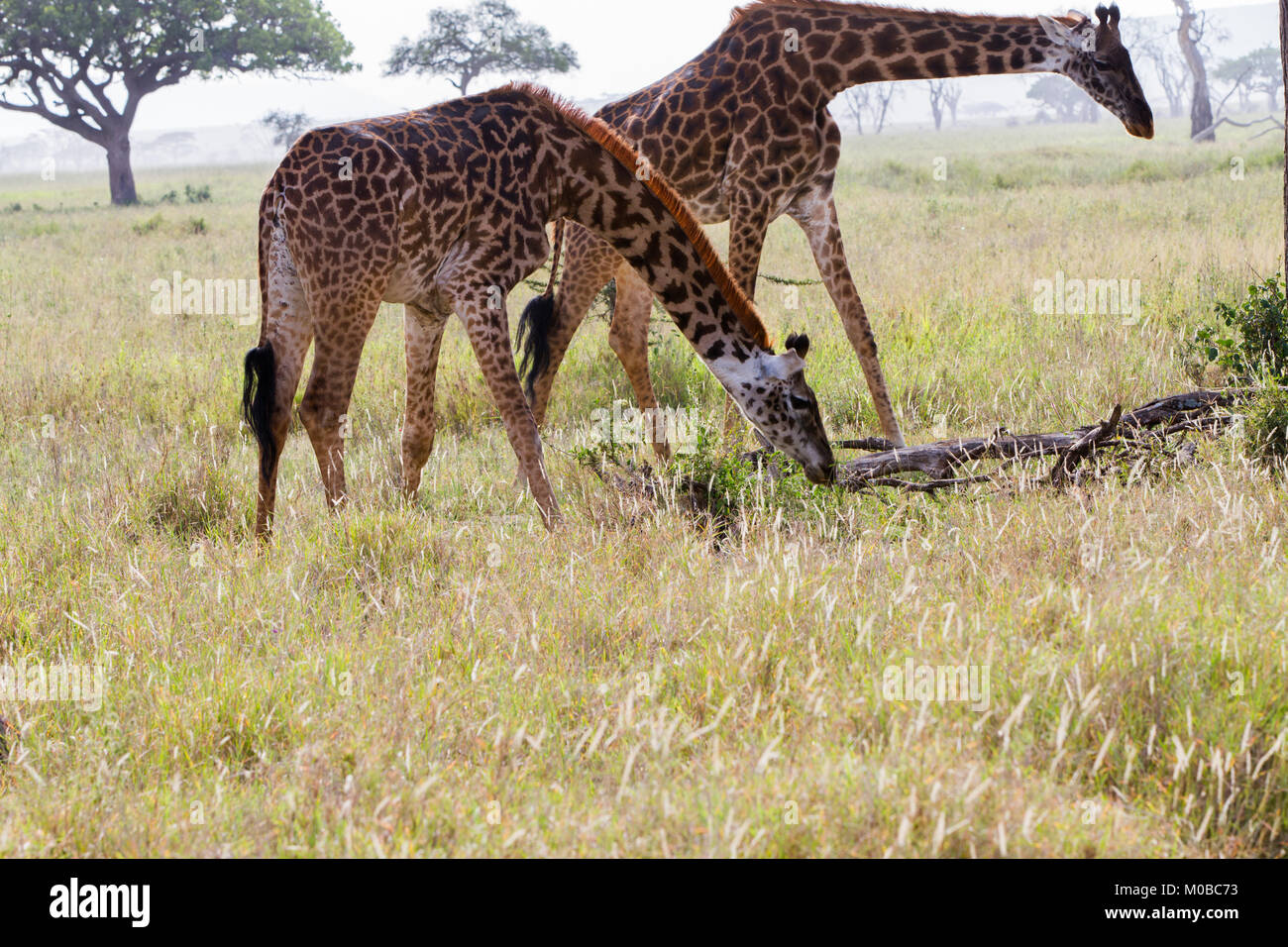The giraffe (Giraffa), genus of African even-toed ungulate mammals, the ...