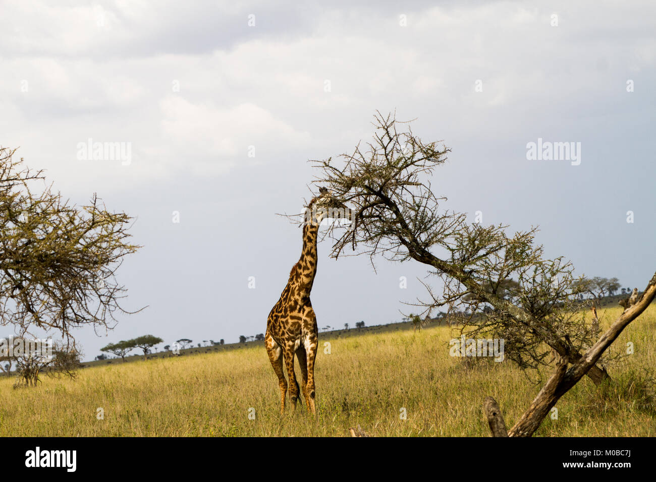 The giraffe (Giraffa), genus of African even-toed ungulate mammals, the ...