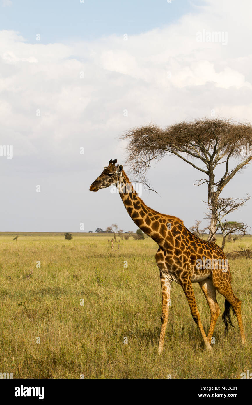 The giraffe (Giraffa), genus of African even-toed ungulate mammals, the ...