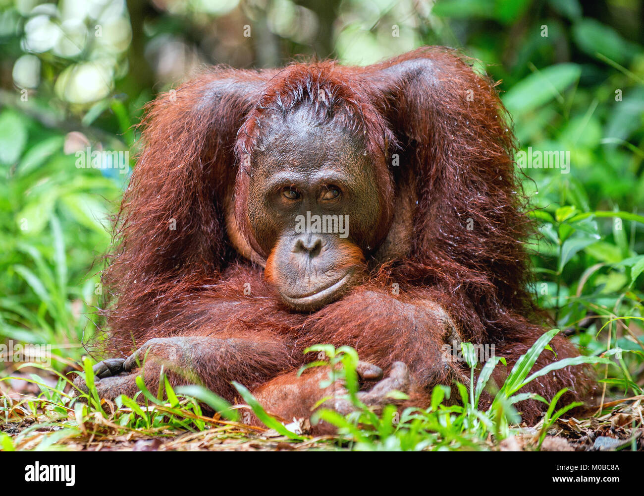 A close up portrait of the Bornean orangutan (Pongo pygmaeus). Wild ...