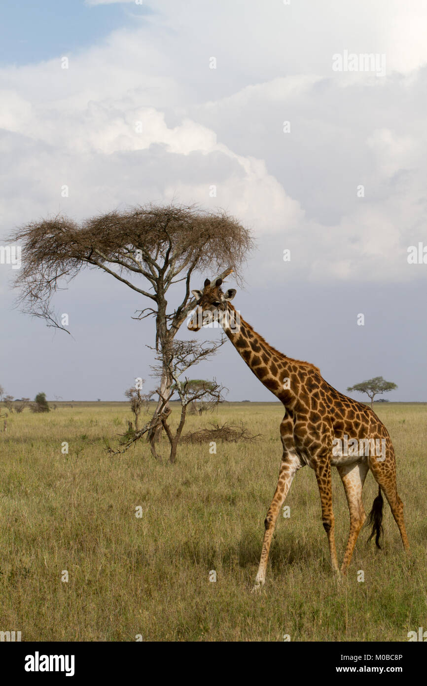 The giraffe (Giraffa), genus of African even-toed ungulate mammals, the ...