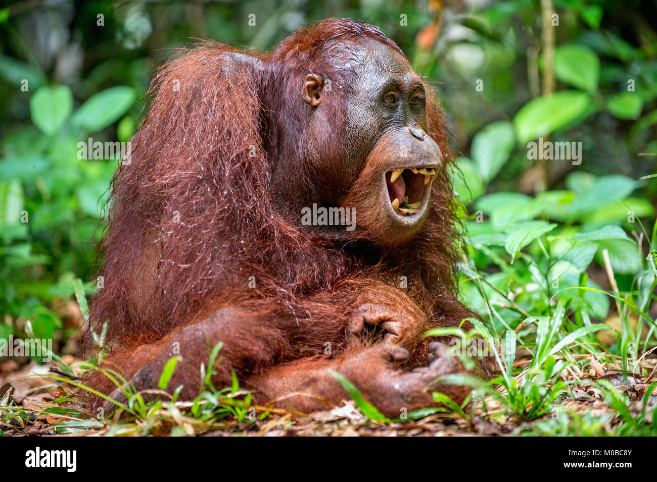 A close up portrait of the Bornean orangutan (Pongo pygmaeus) with open ...