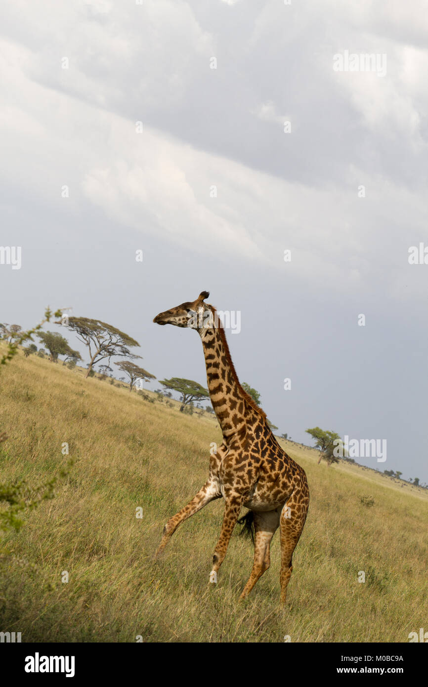 The giraffe (Giraffa), genus of African even-toed ungulate mammals, the ...