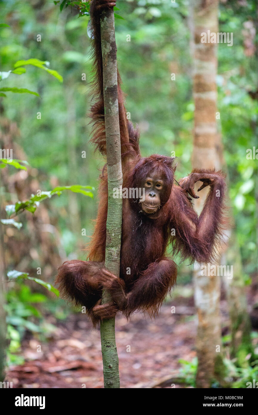 A close up portrait of the young Bornean orangutan (Pongo pygmaeus ...