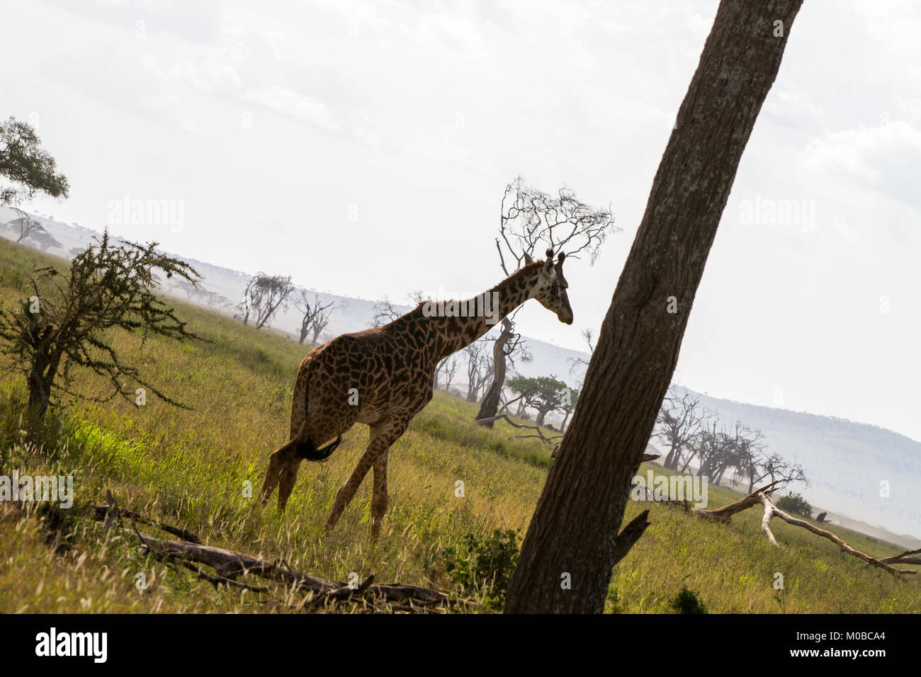 The giraffe (Giraffa), genus of African even-toed ungulate mammals, the ...