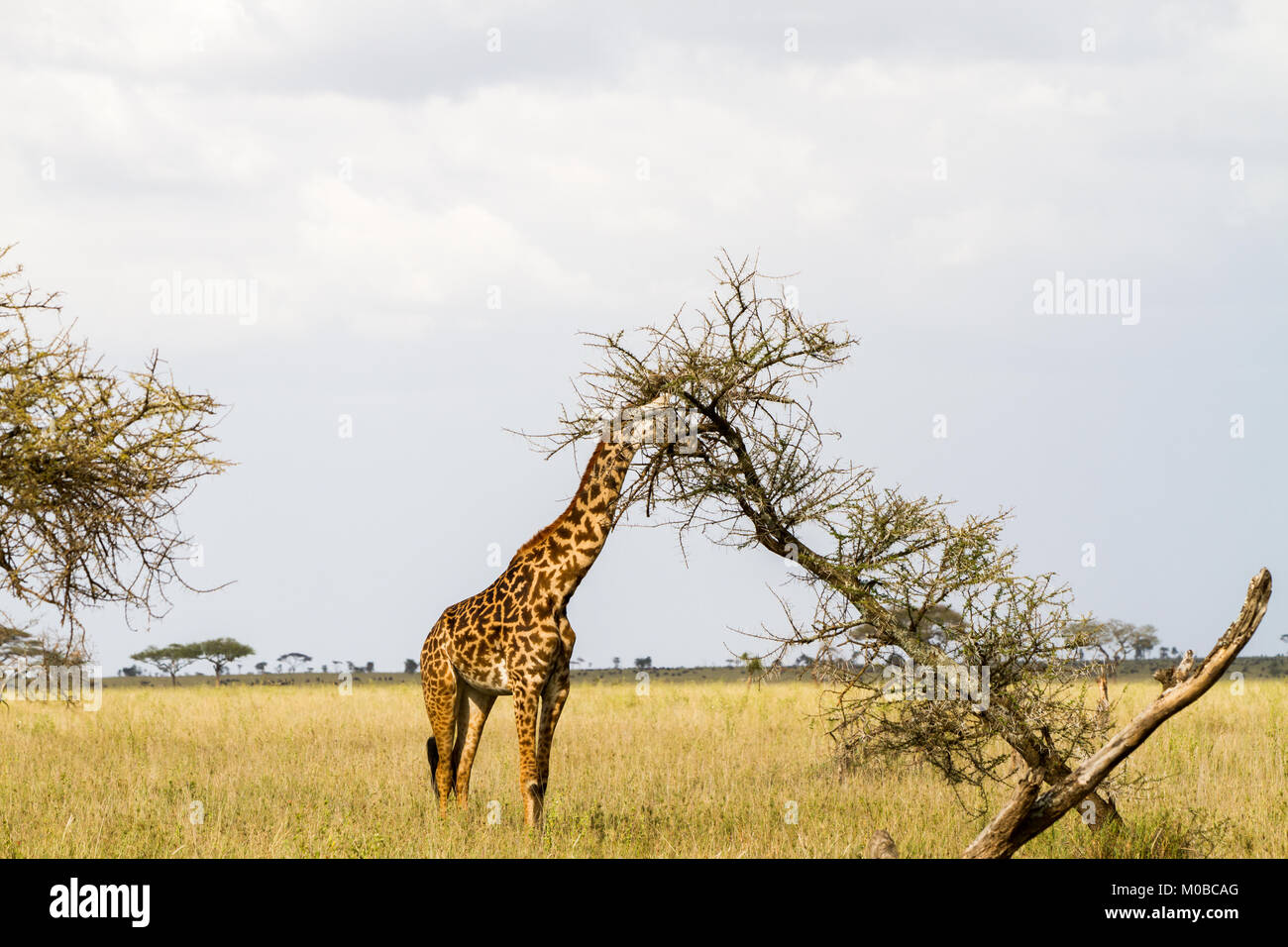 The giraffe (Giraffa), genus of African even-toed ungulate mammals, the ...