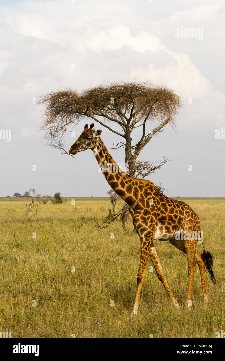 The giraffe (Giraffa), genus of African even-toed ungulate mammals, the ...
