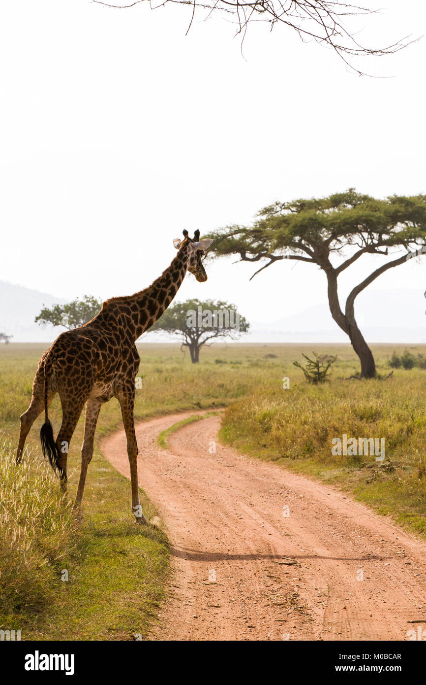 The giraffe (Giraffa), genus of African even-toed ungulate mammals, the ...