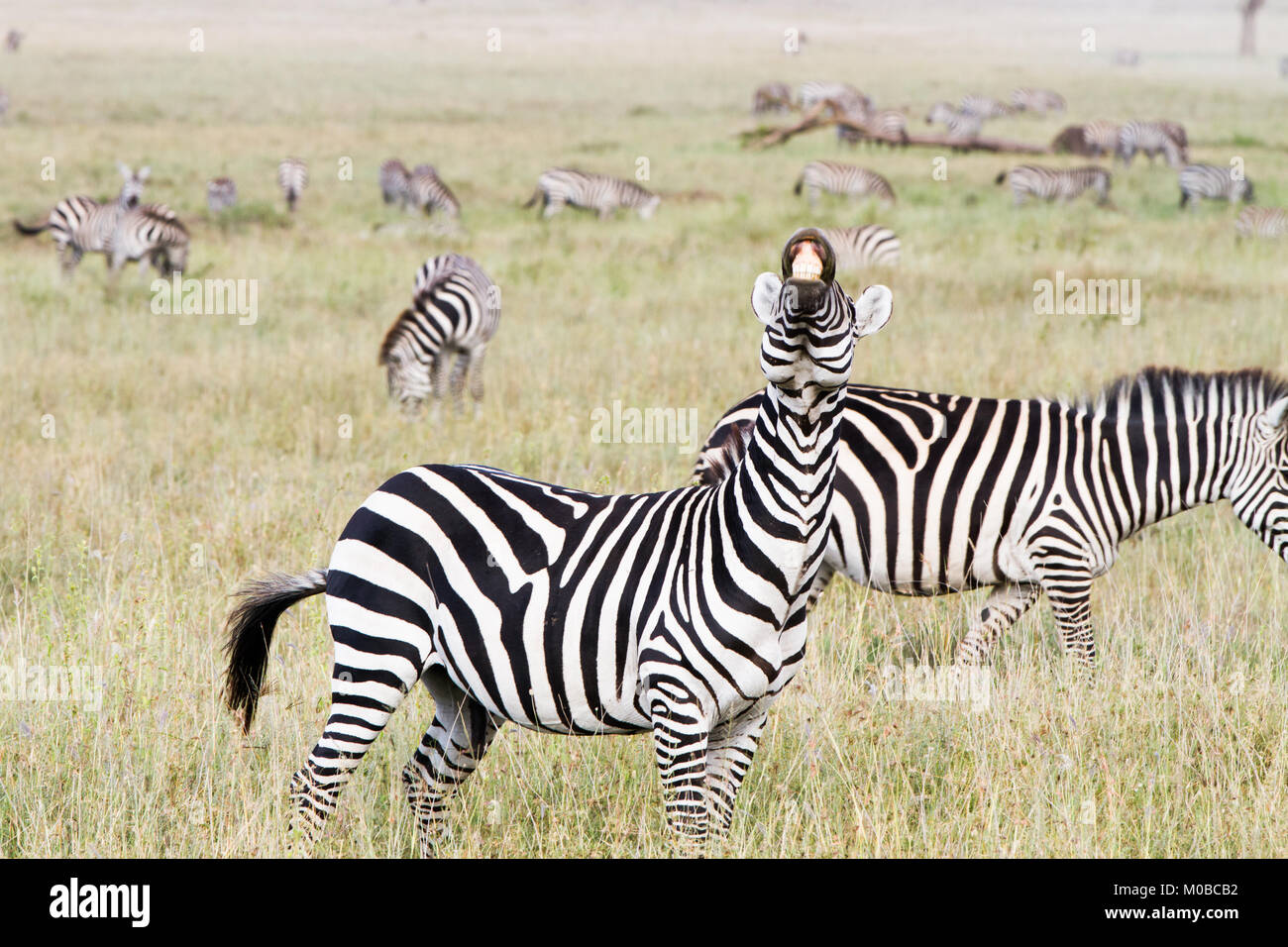 Zebra species of African equids (horse family) united by their ...