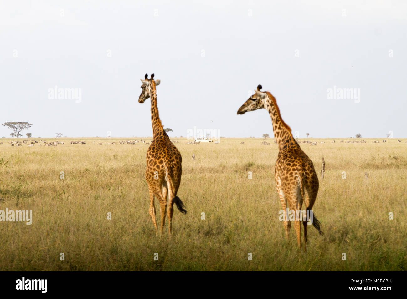 The giraffe (Giraffa), genus of African even-toed ungulate mammals, the ...