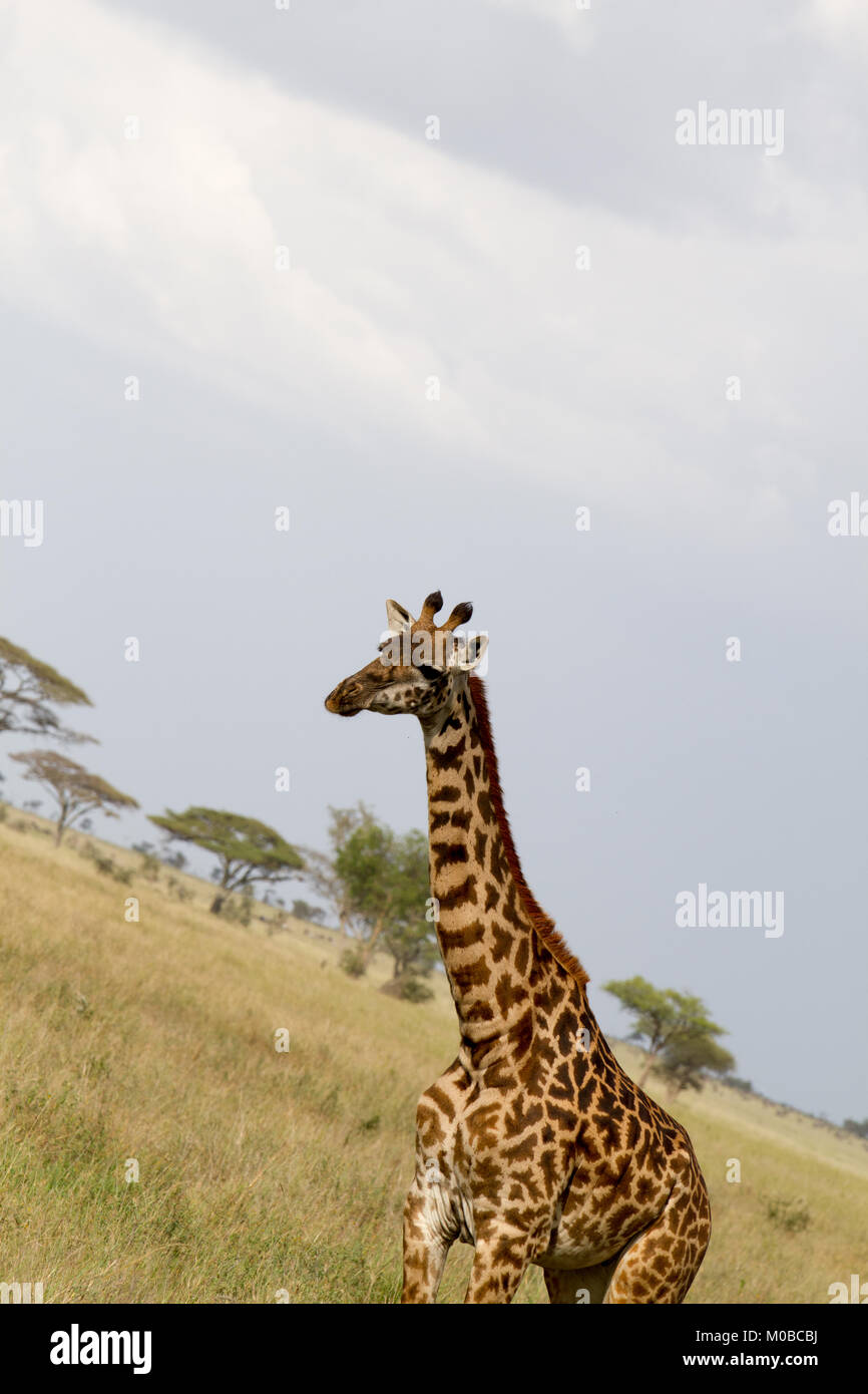 The giraffe (Giraffa), genus of African even-toed ungulate mammals, the ...