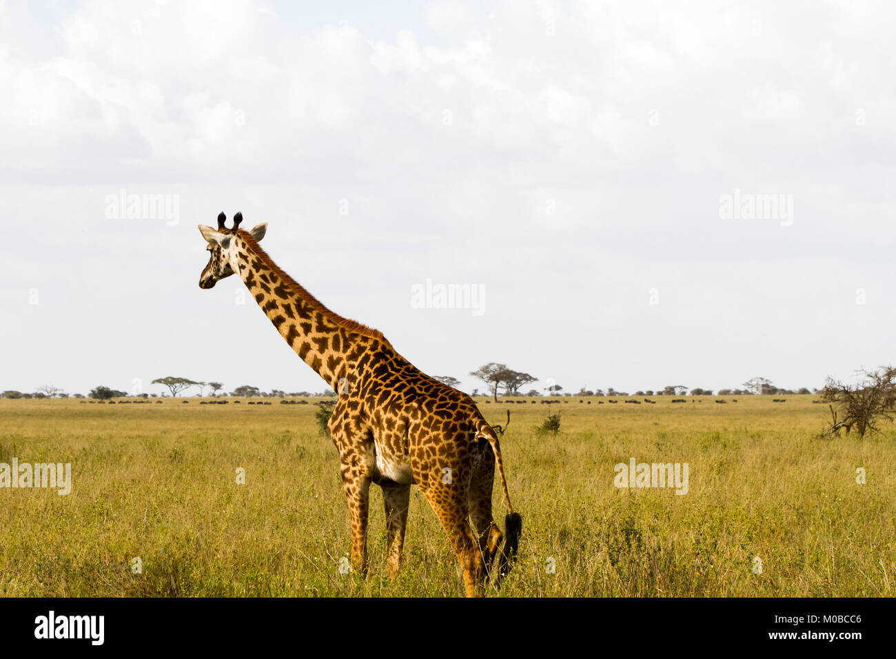 The giraffe (Giraffa), genus of African even-toed ungulate mammals, the ...