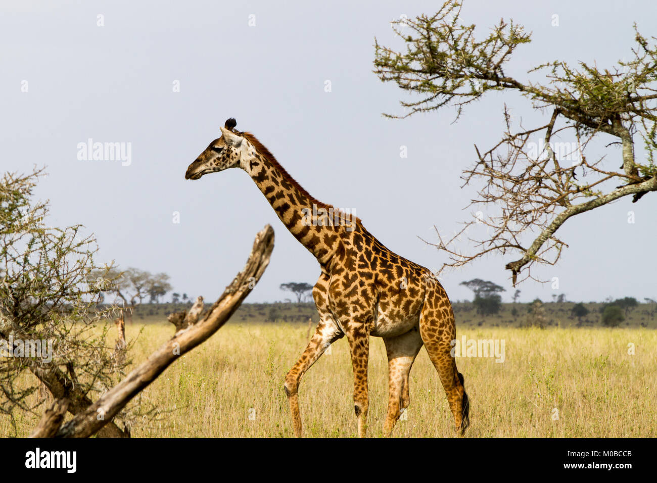 The giraffe (Giraffa), genus of African even-toed ungulate mammals, the ...