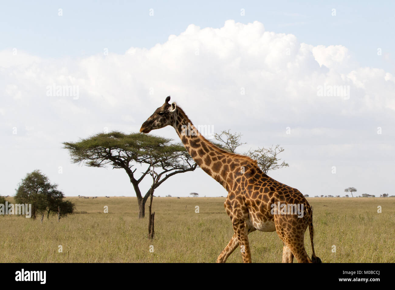 The giraffe (Giraffa), genus of African even-toed ungulate mammals, the ...