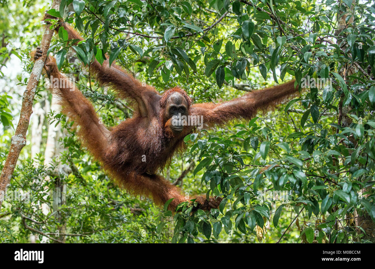 Bornean orangutan on the tree under rain in the wild nature. Central ...