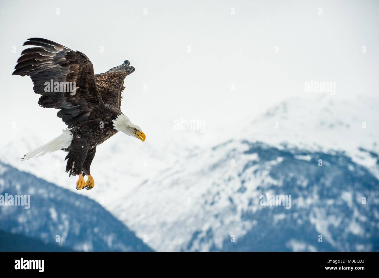 Bald eagle bird fly flight raptor hunter symbol endangered hi-res stock ...