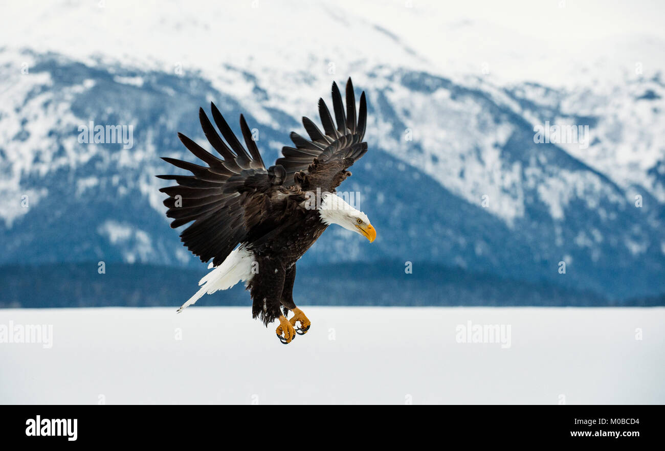 Bald eagle bird fly flight raptor hunter symbol endangered hi-res stock ...
