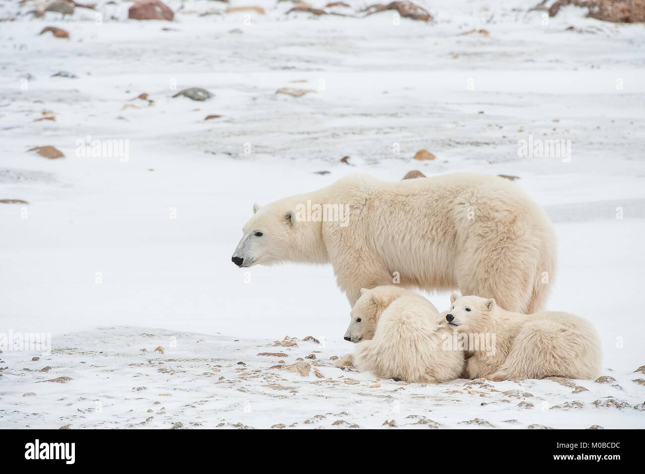 Polar she-bear with cubs. A Polar she-bear with two small bear cubs on ...