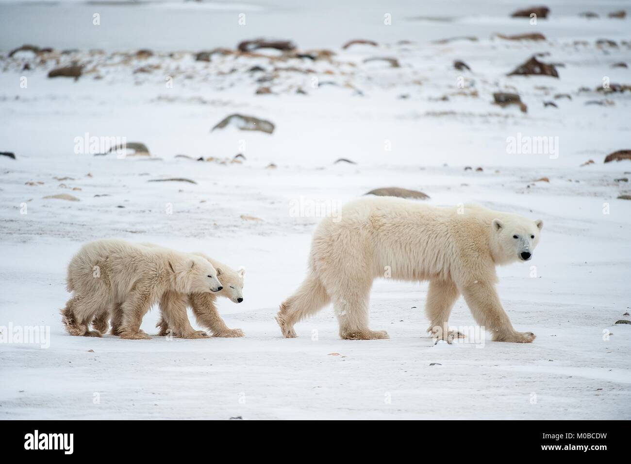Polar she-bear with cubs. A Polar she-bear with two small bear cubs on ...