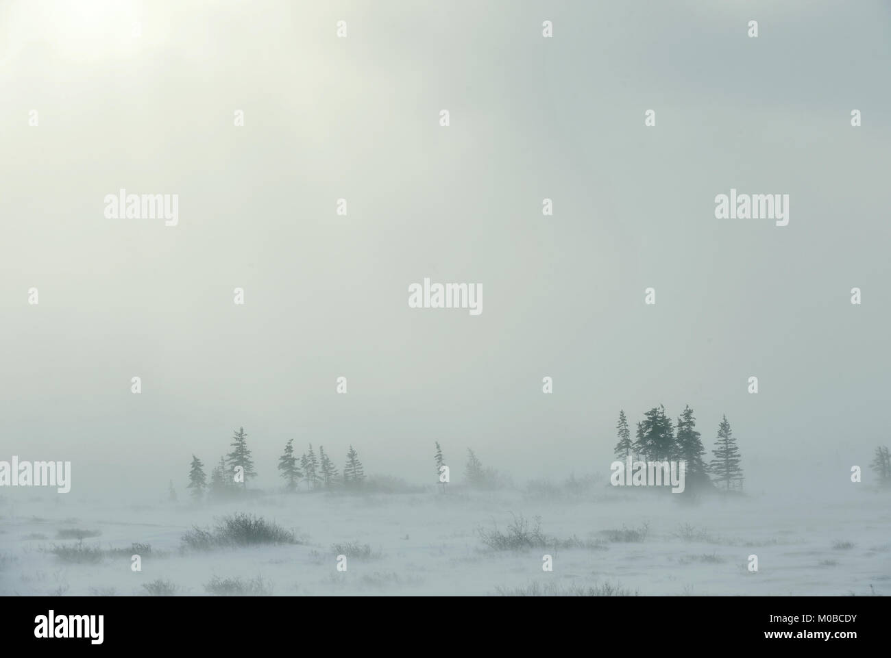 Snowstorm in tundra landscape with trees. low visibility conditions due ...